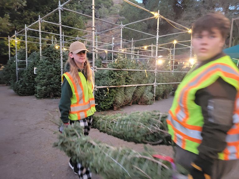 Scout Tree Lot Open Through December 10th! - Piedmont California ...